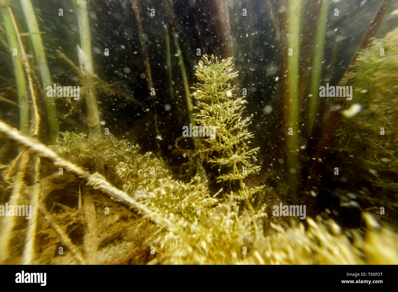 Underwater Freshwater Flora Rivers, Lakes, Pond, Underwater Flora Stock ...