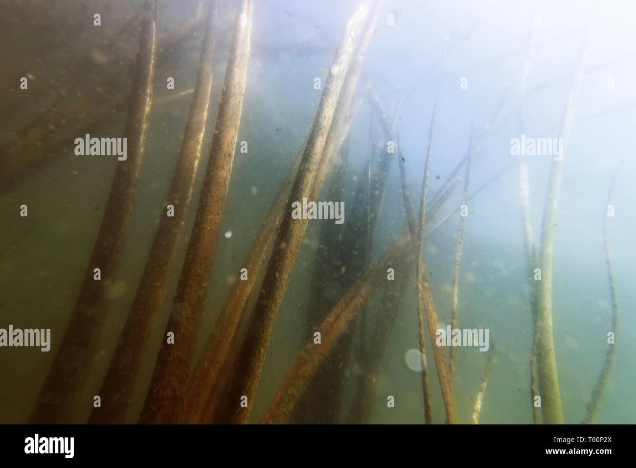 Underwater Freshwater Flora Rivers, Lakes, Pond, Underwater Flora Stock ...