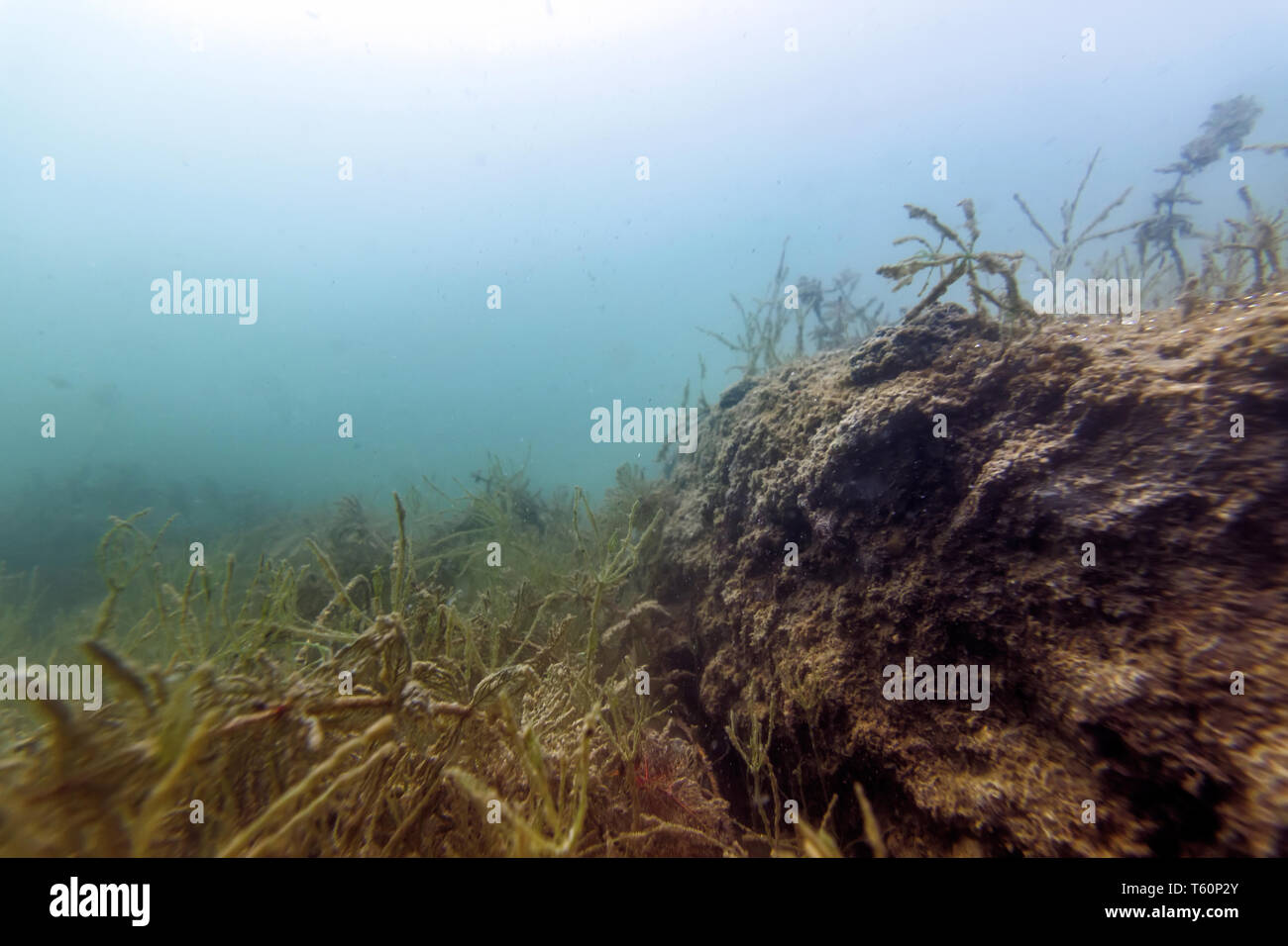 Underwater Freshwater Flora Rivers, Lakes, Pond, Underwater Flora Stock ...