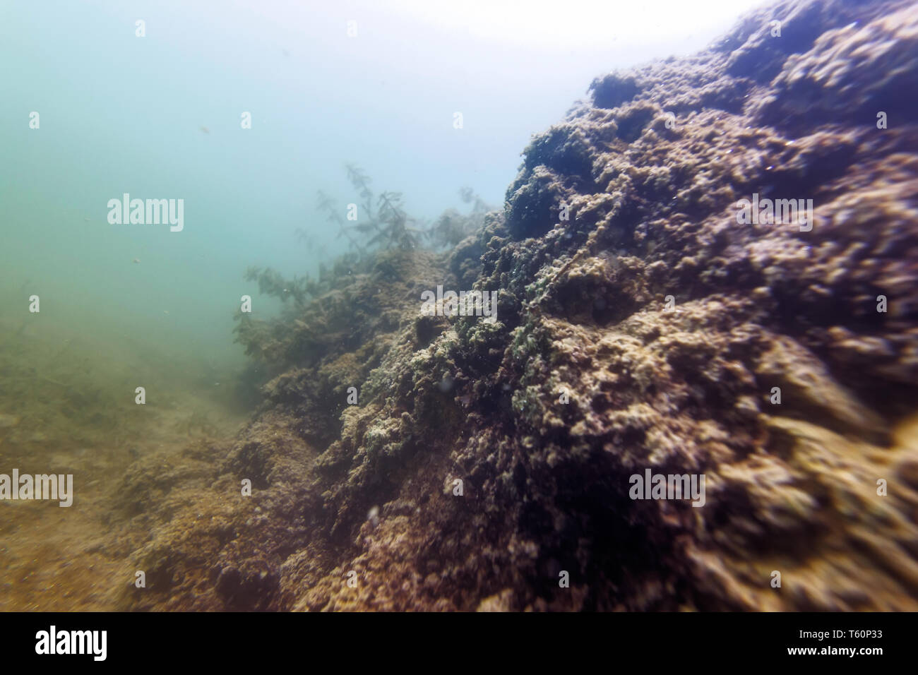 Underwater Freshwater Flora Rivers, Lakes, Pond, Underwater Flora Stock ...