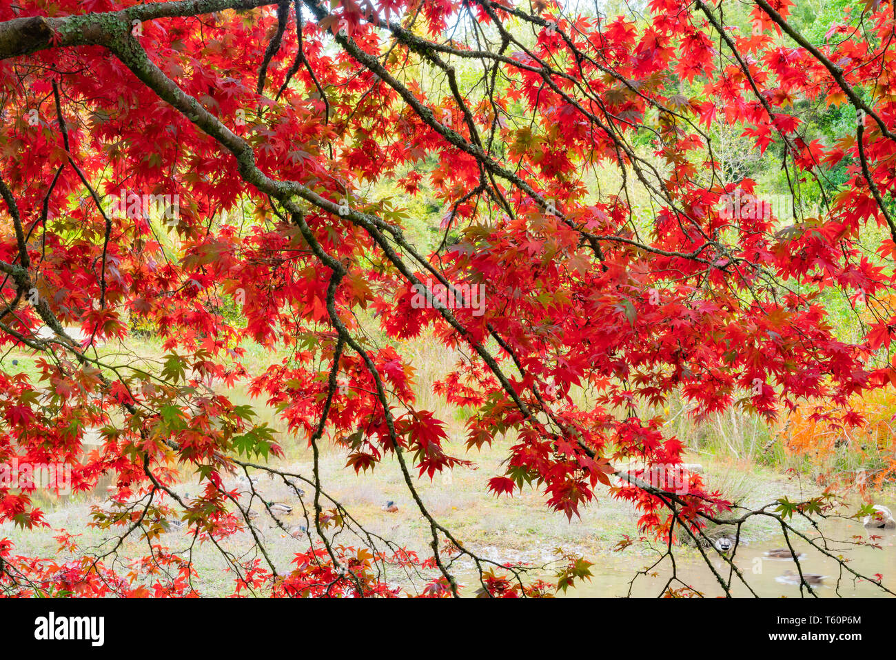 Bright red autumn leaves of maple tree in McLaren Falls Park Tauranga ...