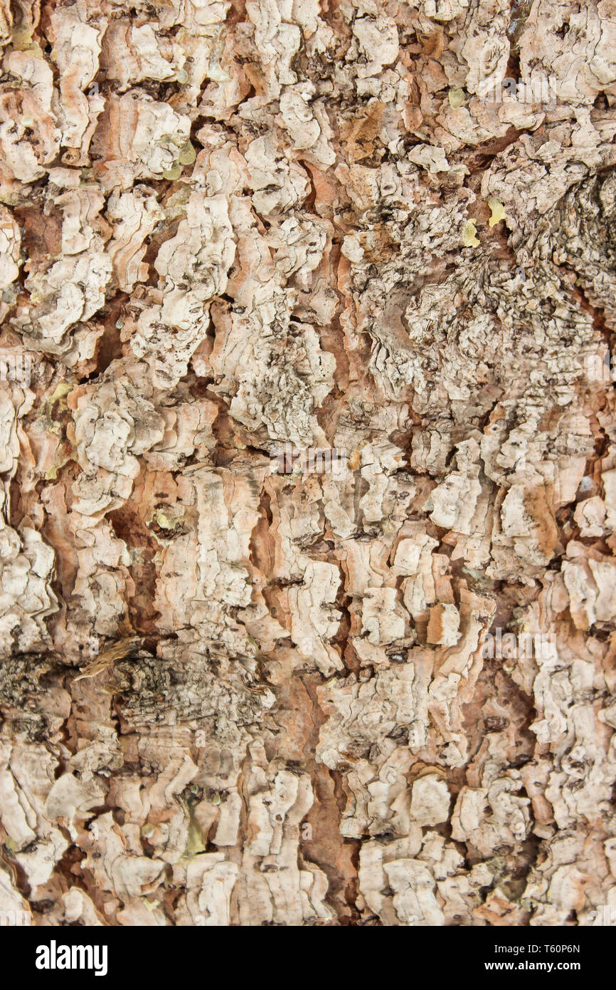 Structure bark of spruce close-up as background Stock Photo - Alamy