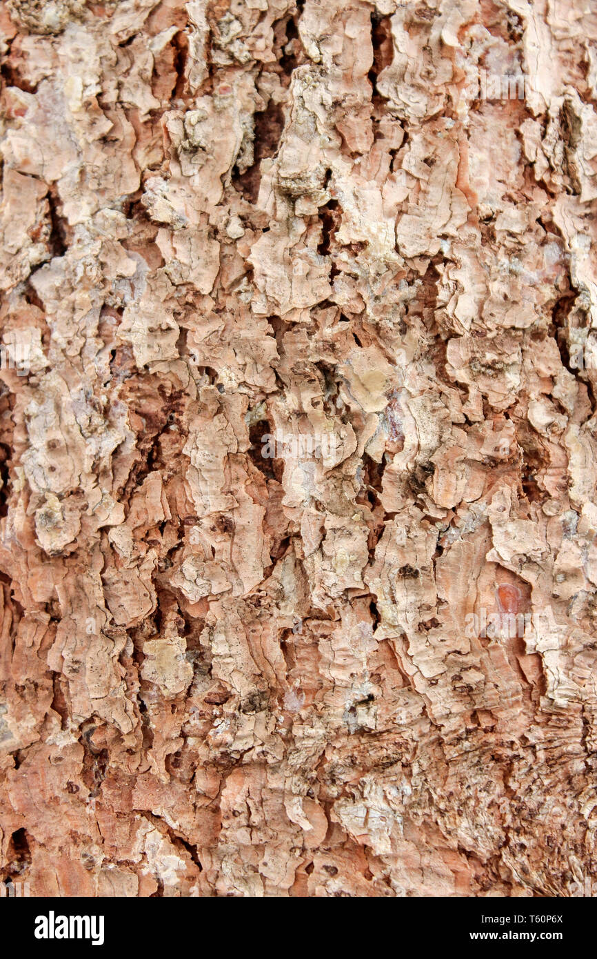 Structure bark of spruce close-up as background Stock Photo - Alamy