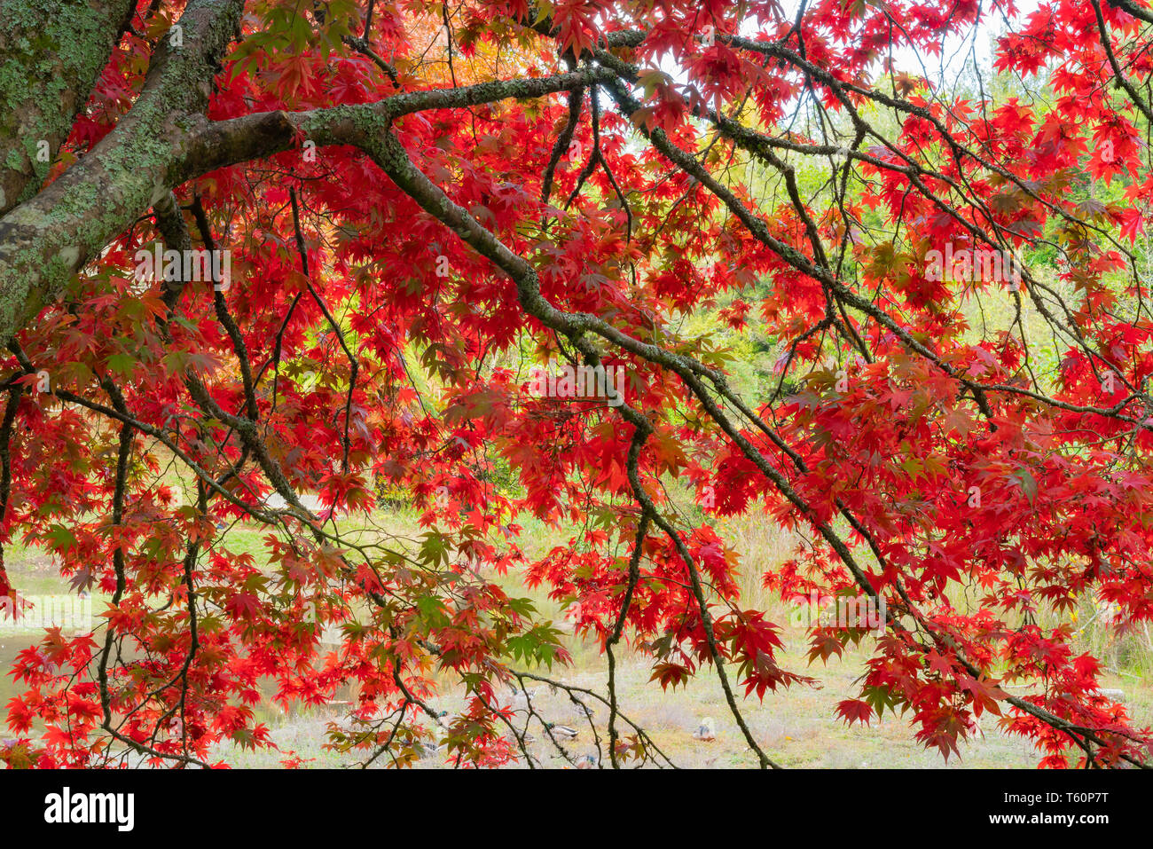 Bright red autumn leaves of maple tree in McLaren Falls Park Tauranga ...
