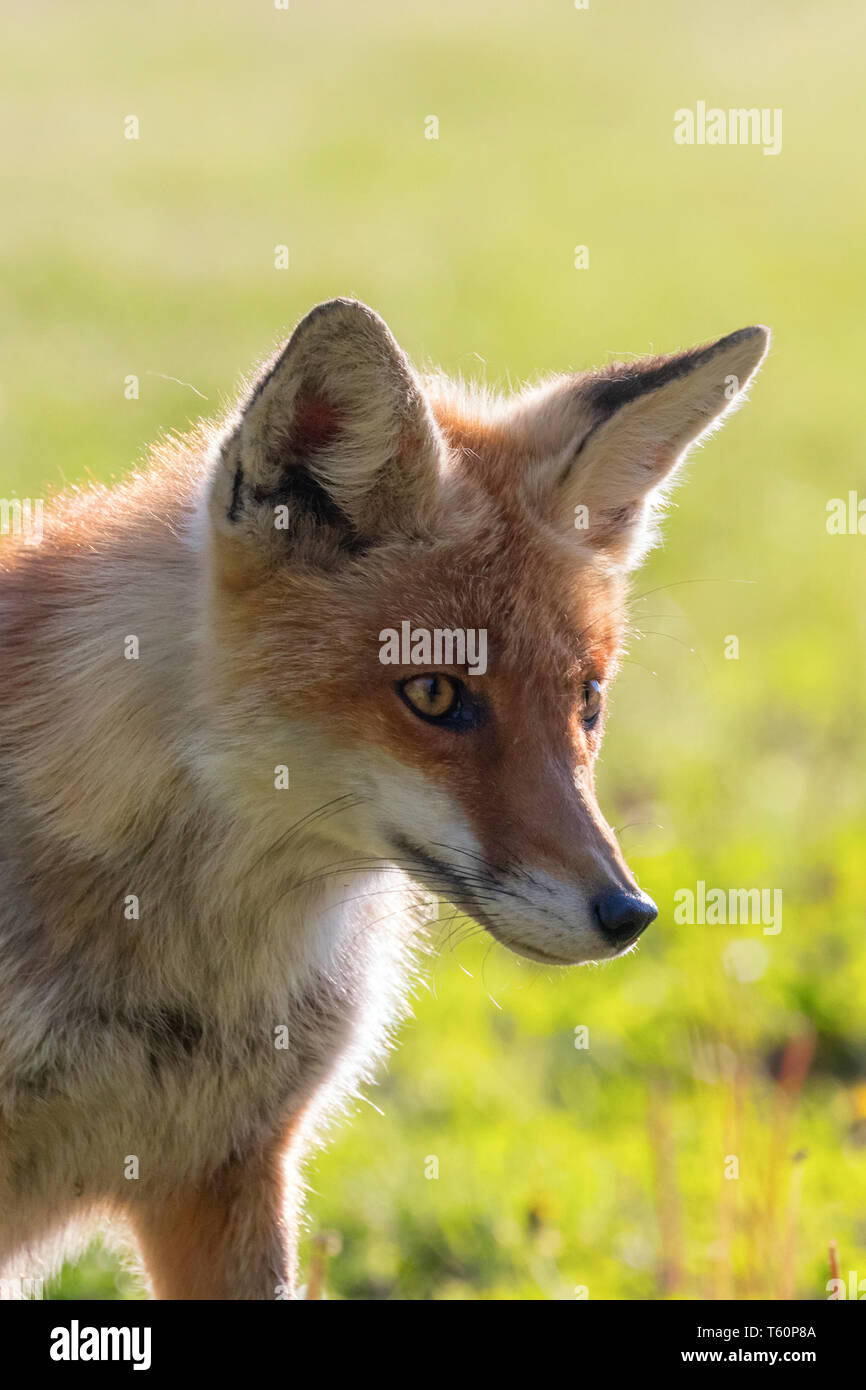 Red Fox Close up Portrait (Vulpes vulpes Stock Photo - Alamy