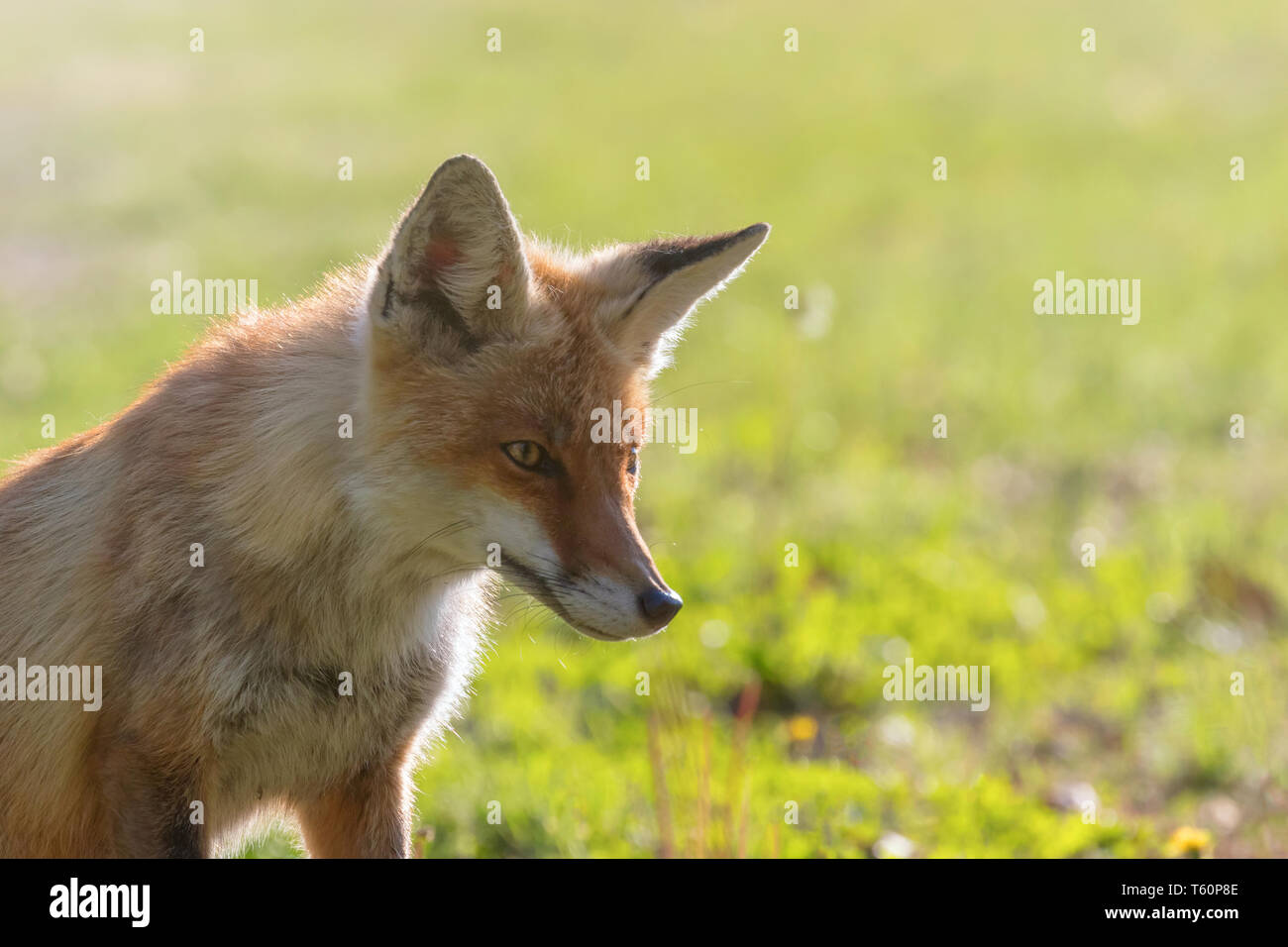 Red Fox Close up Portrait (Vulpes vulpes Stock Photo - Alamy