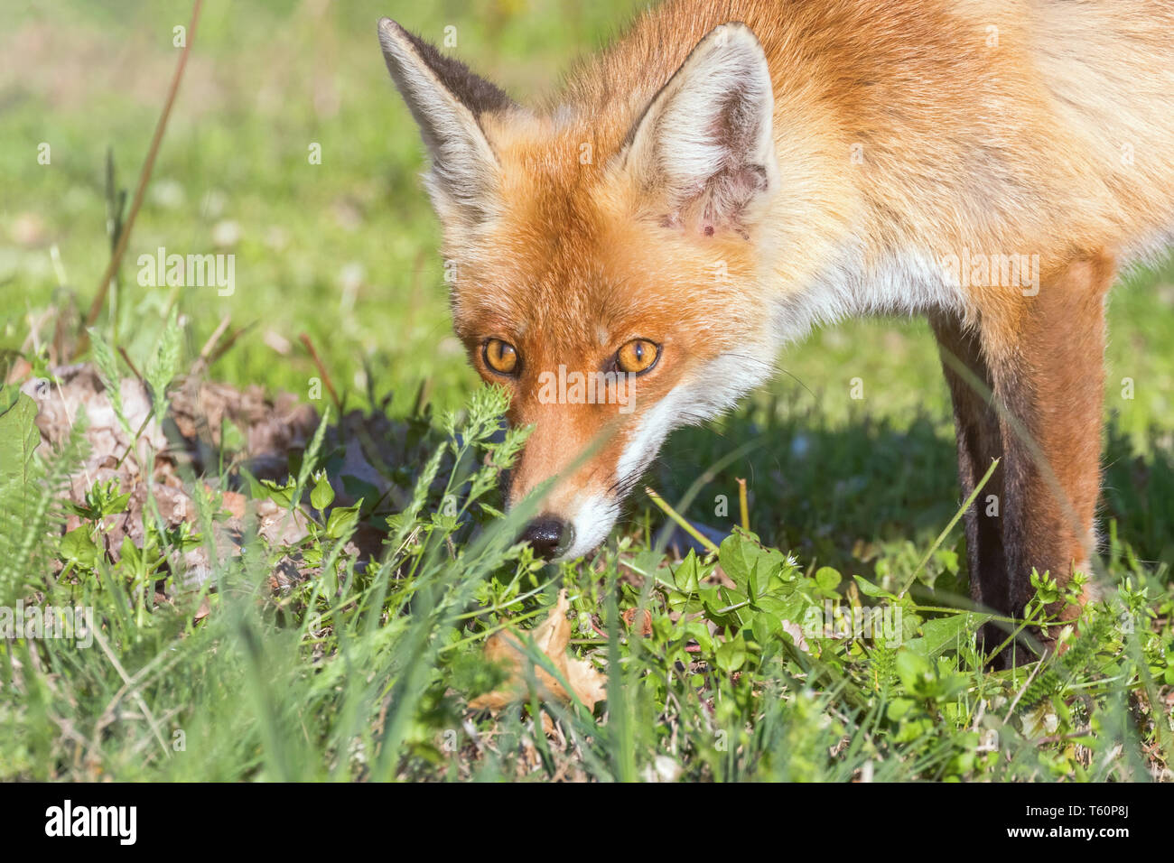 Red Fox Close up Portrait (Vulpes vulpes Stock Photo - Alamy
