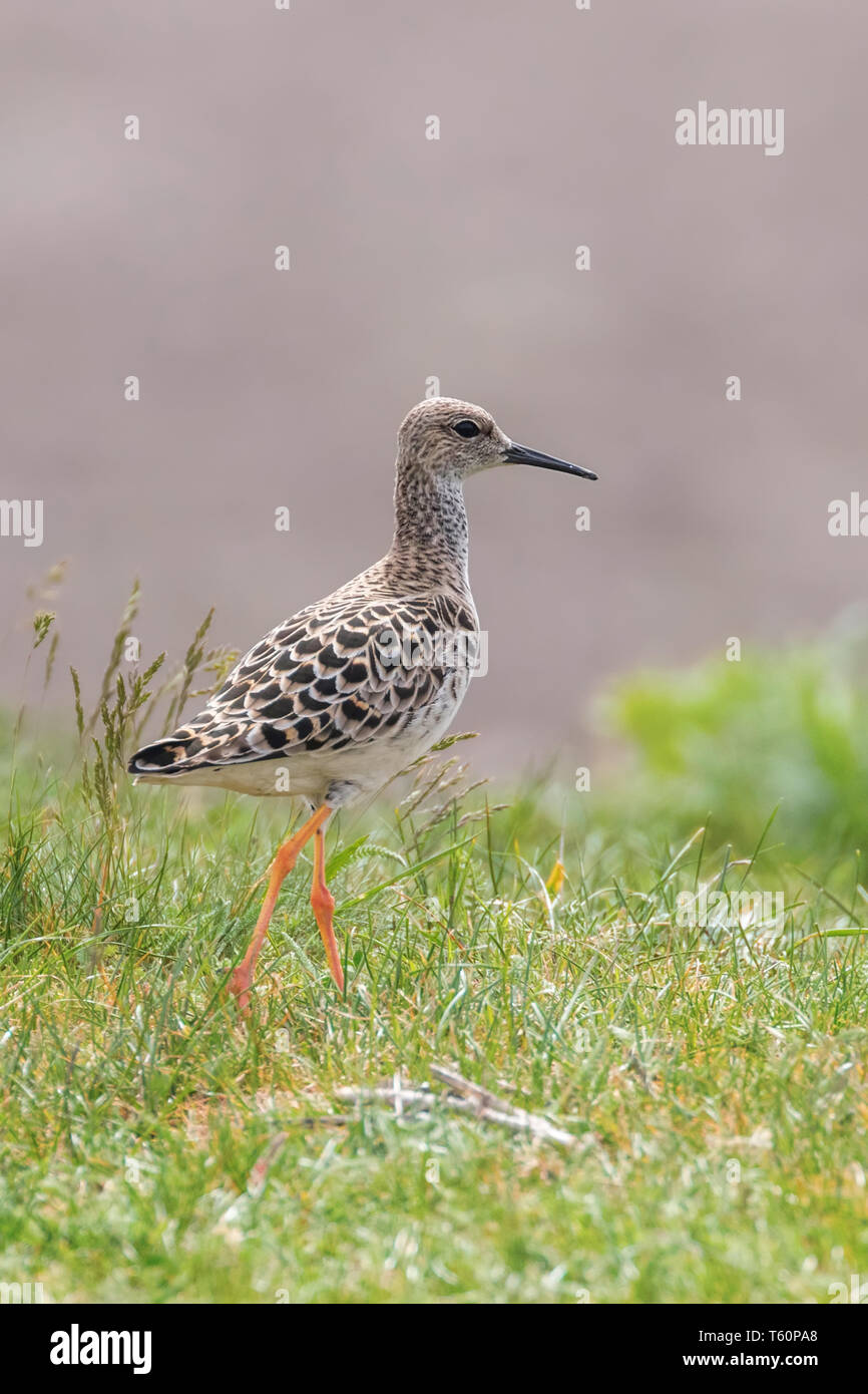 Ruff Bird (Philomachus pugnax) Ruff Wader Bird Stock Photo - Alamy