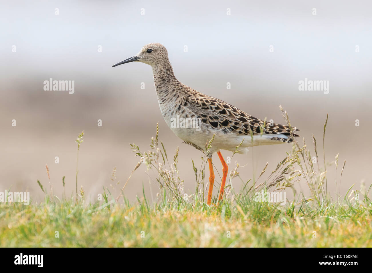 Ruff grass hi-res stock photography and images - Alamy