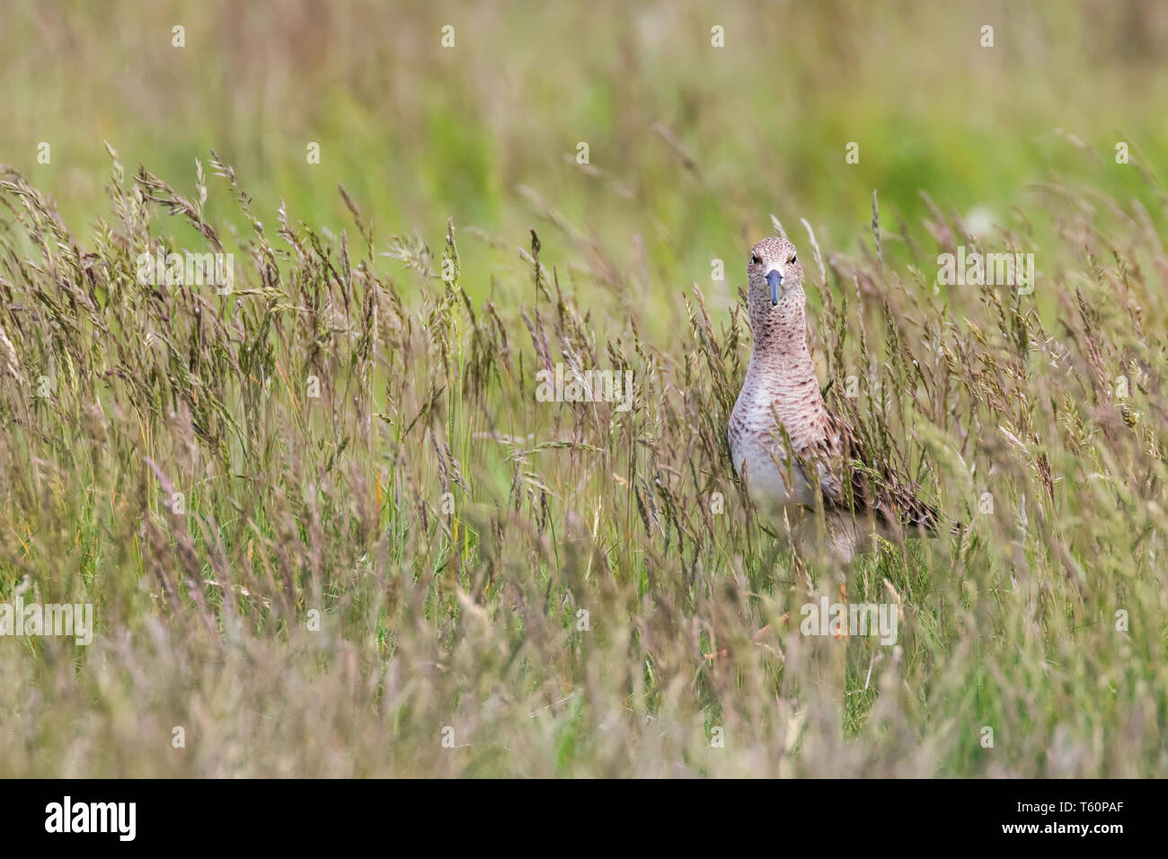 Ruff Bird on Grassland (Philomachus pugnax) Ruff Wader Bird Stock Photo ...