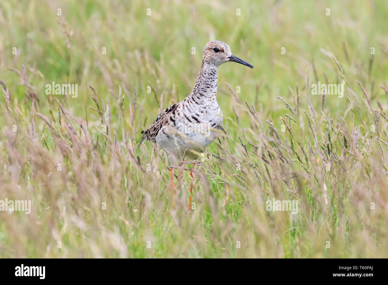Ruff Bird on Grassland (Philomachus pugnax) Ruff Wader Bird Stock Photo ...