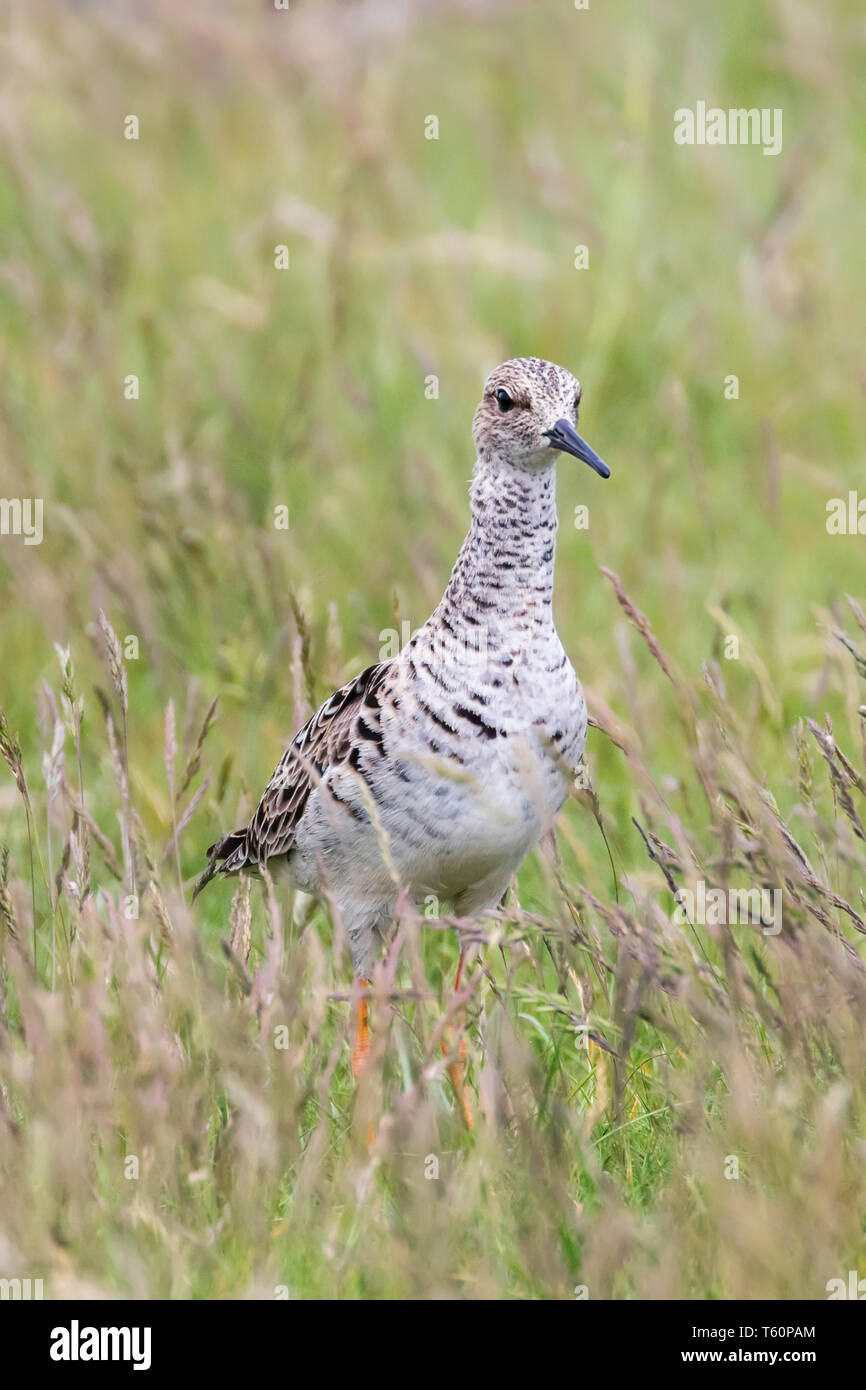 Ruff bird hi-res stock photography and images - Alamy