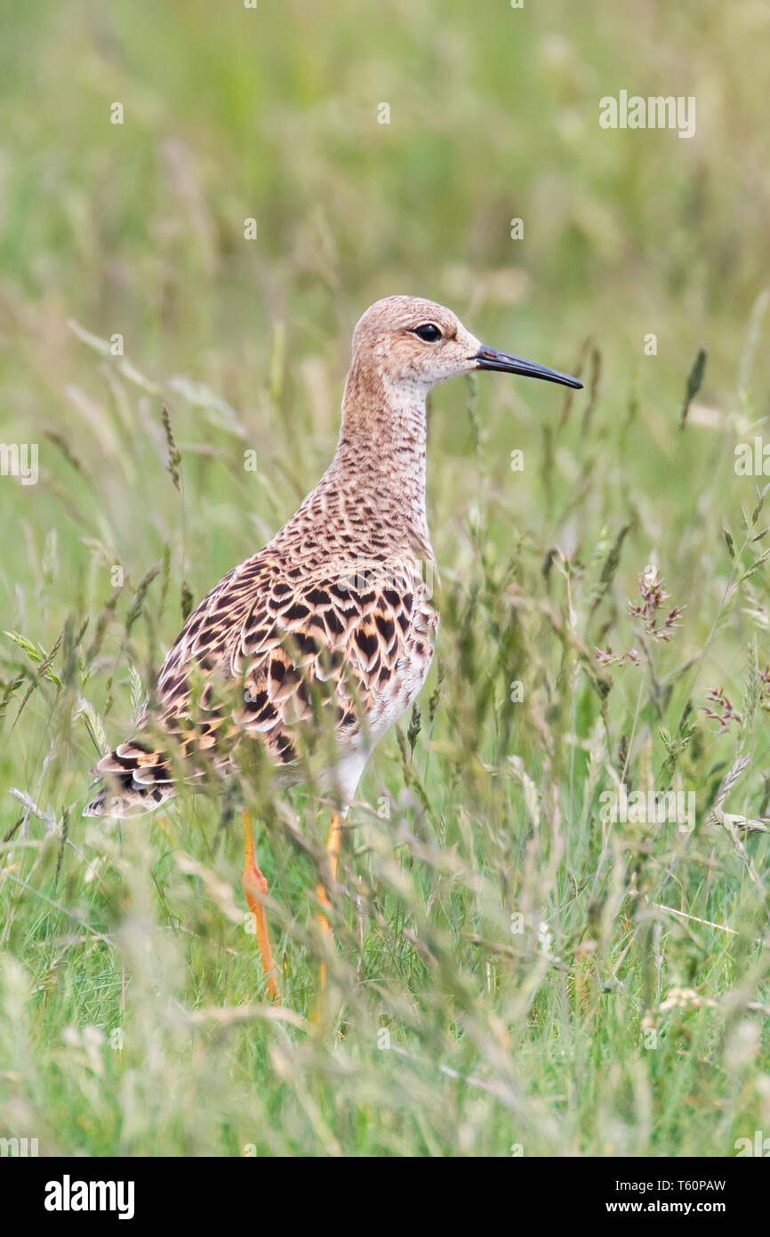 Ruff grassland hi-res stock photography and images - Alamy