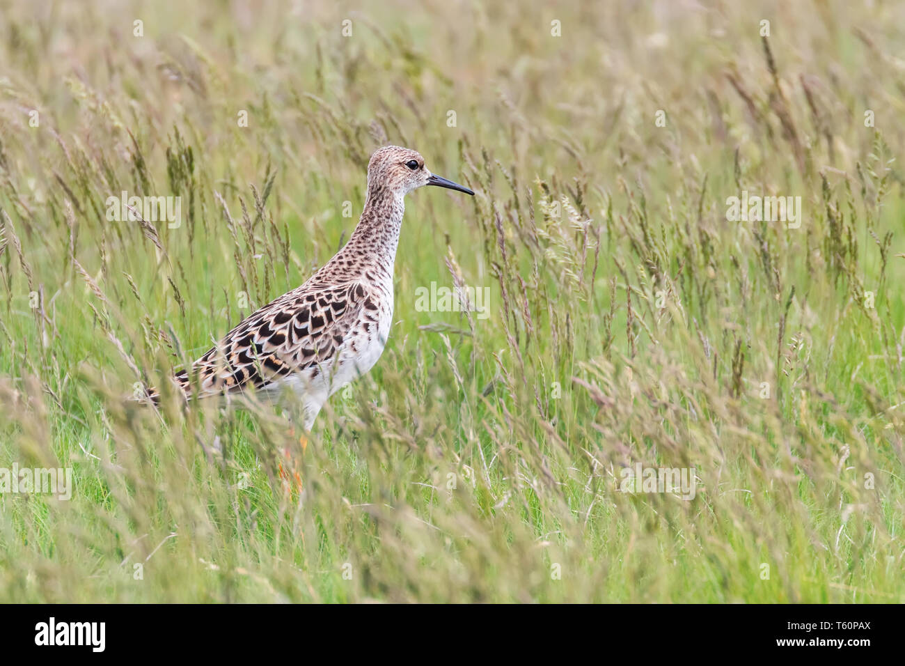Ruff grassland hi-res stock photography and images - Alamy