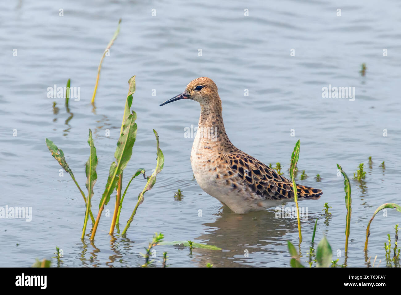 Ruff Water Bird (Philomachus pugnax) Ruff in Water Stock Photo - Alamy