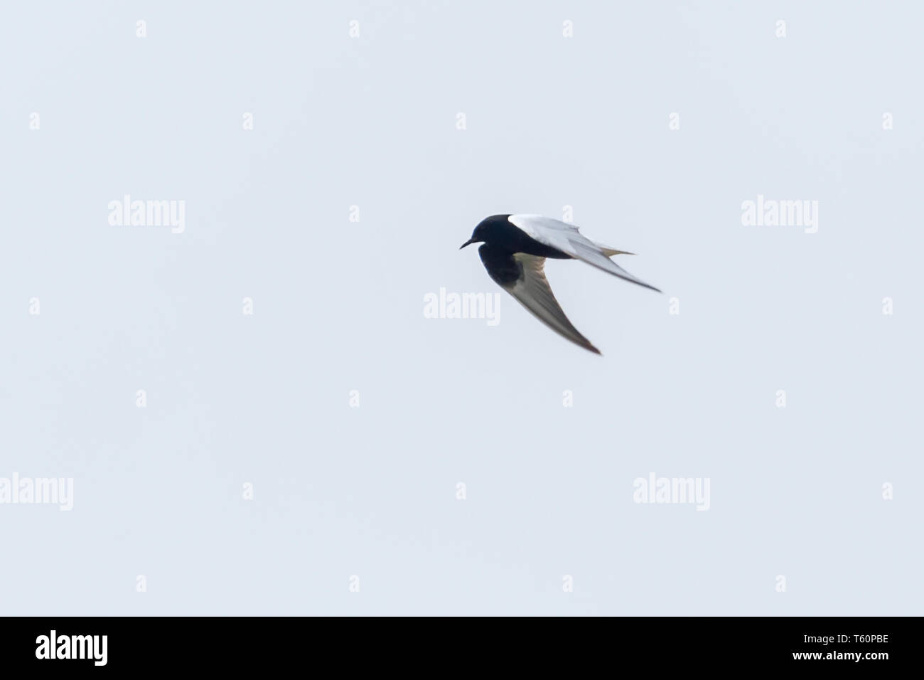 White winged Tern in flight (Chlidonias leucopterus Stock Photo - Alamy
