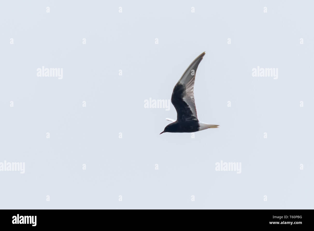 White winged Tern in flight (Chlidonias leucopterus Stock Photo - Alamy