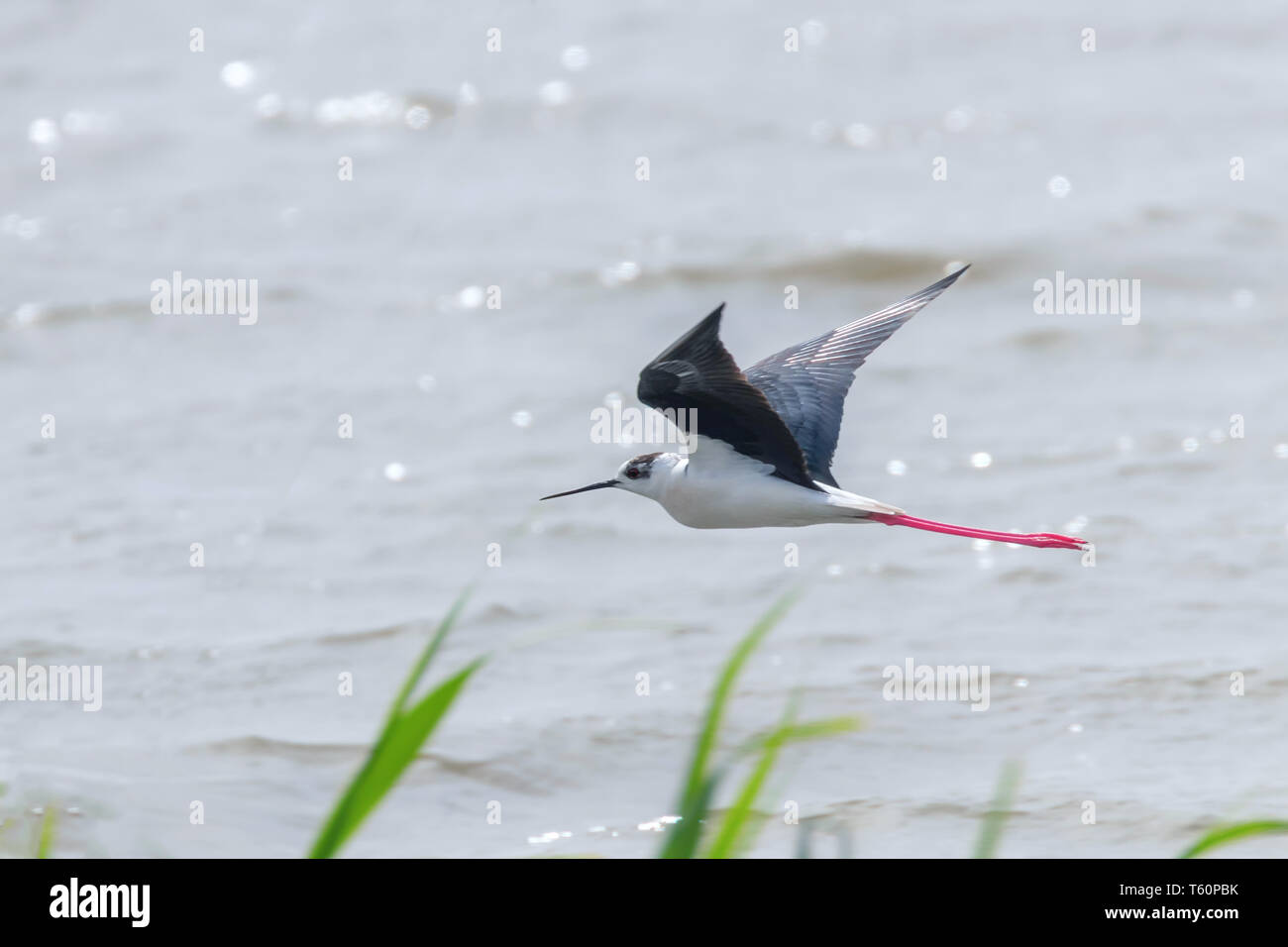 Black Winged Stilt in Flight (Himantopus himantopus) Wader Bird Flight ...