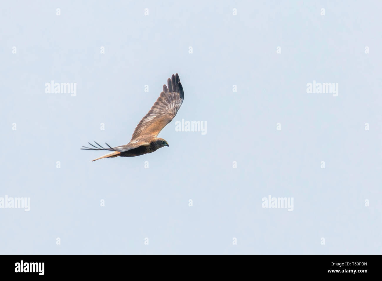 Western Marsh Harrier in flight (Circus Aeruginosus Stock Photo - Alamy