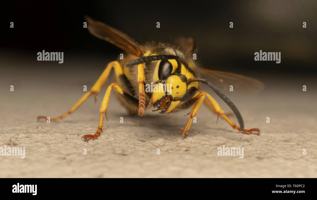 German wasp, European wasp or German yellowjacket (lat. Vespula ...