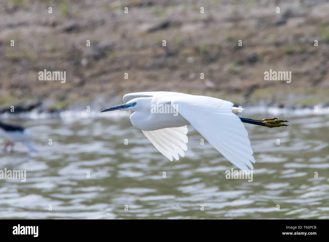 Little Egret in Flight (Egretta garzetta) Small White Heron Stock Photo ...