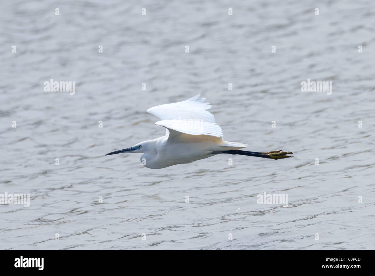 Little Egret in Flight (Egretta garzetta) Small White Heron Stock Photo ...