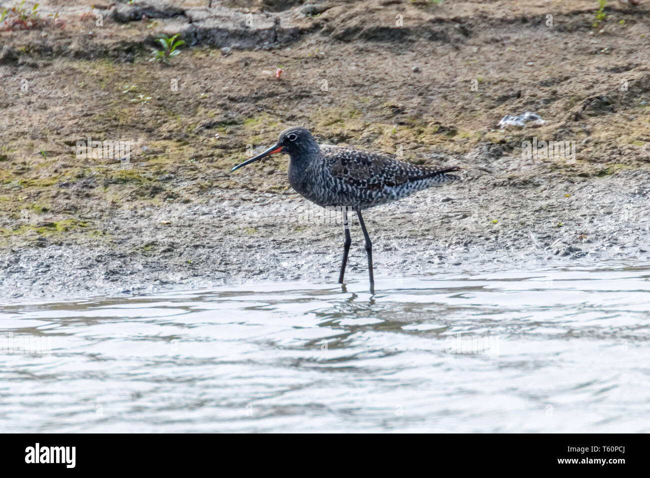 Spotted Redshank Wader Bird (Tringa erythropus Stock Photo - Alamy