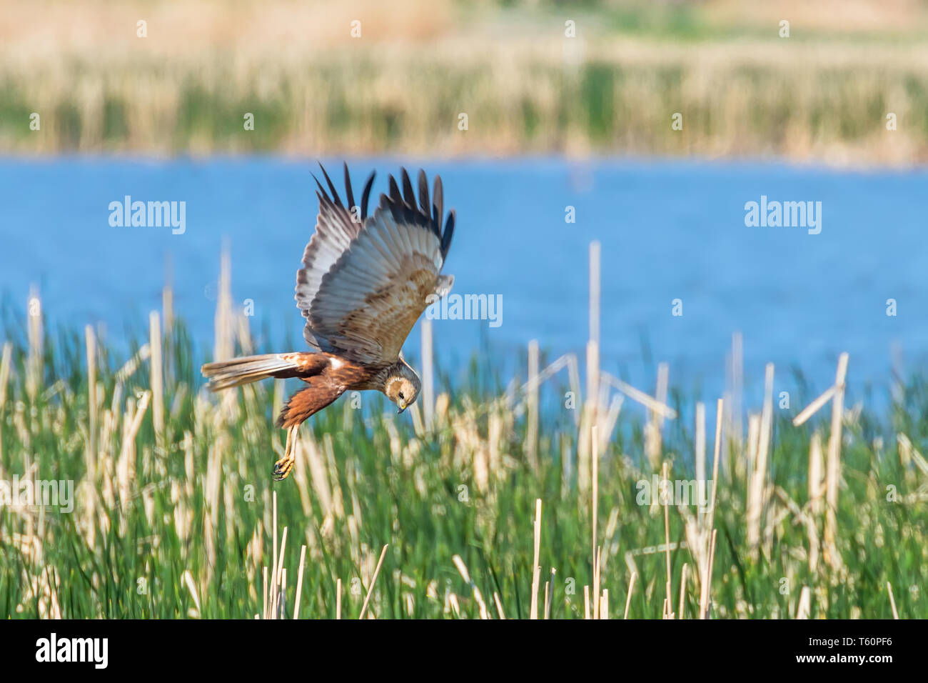 Western Marsh Harrier in flight (Circus Aeruginosus Stock Photo - Alamy