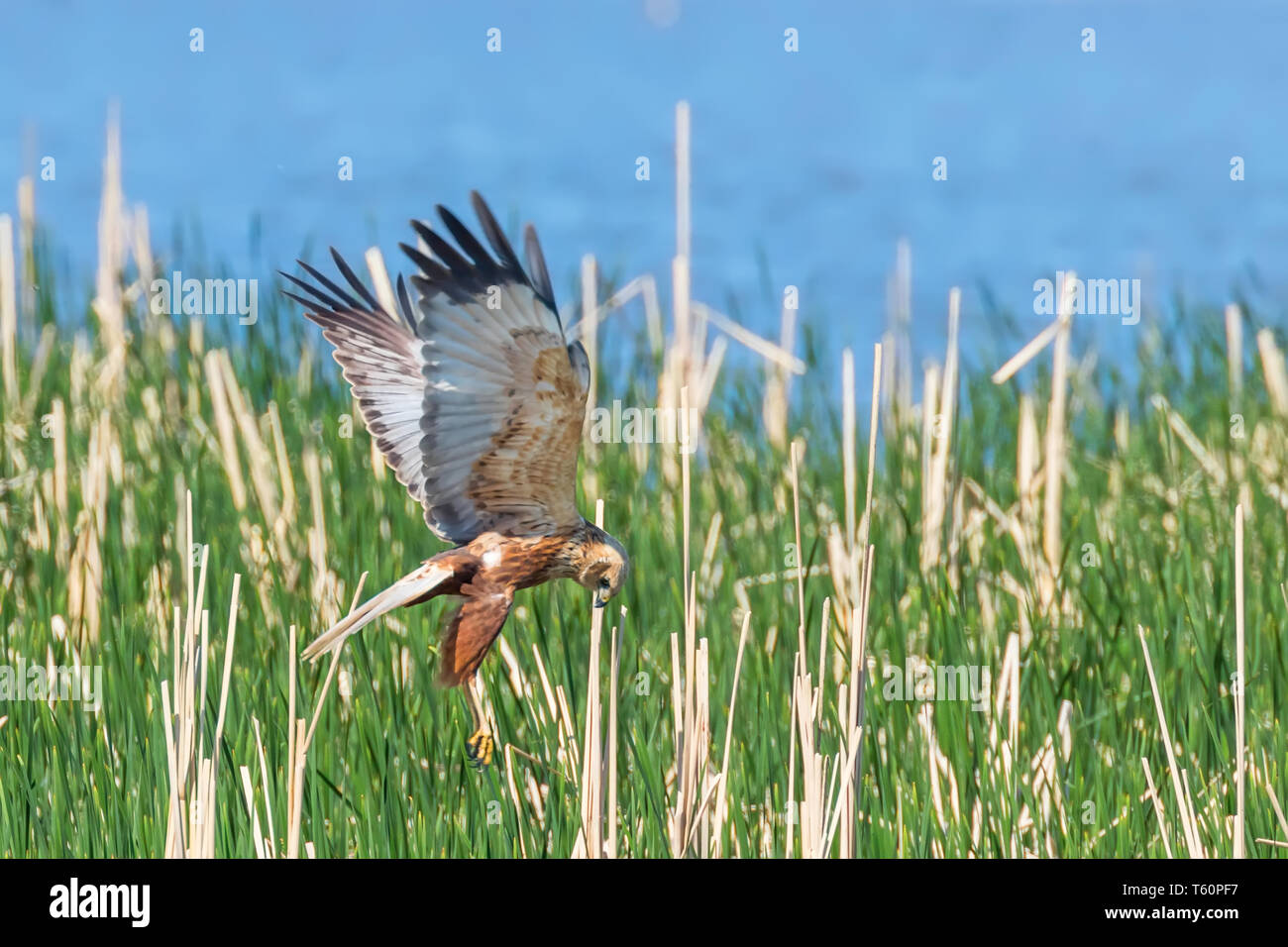 Western Marsh Harrier in flight (Circus Aeruginosus Stock Photo - Alamy