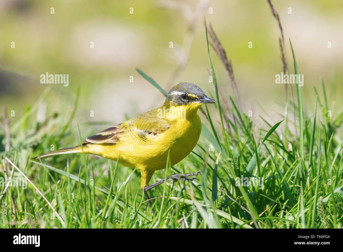 Yellow Bird in the Grass, Western Yellow Wagtail (Motacilla flava Stock ...