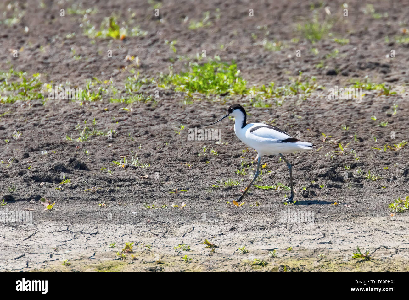 Pied Avocet (Recurvirostra avosetta) Black and White Wader Bird Stock ...