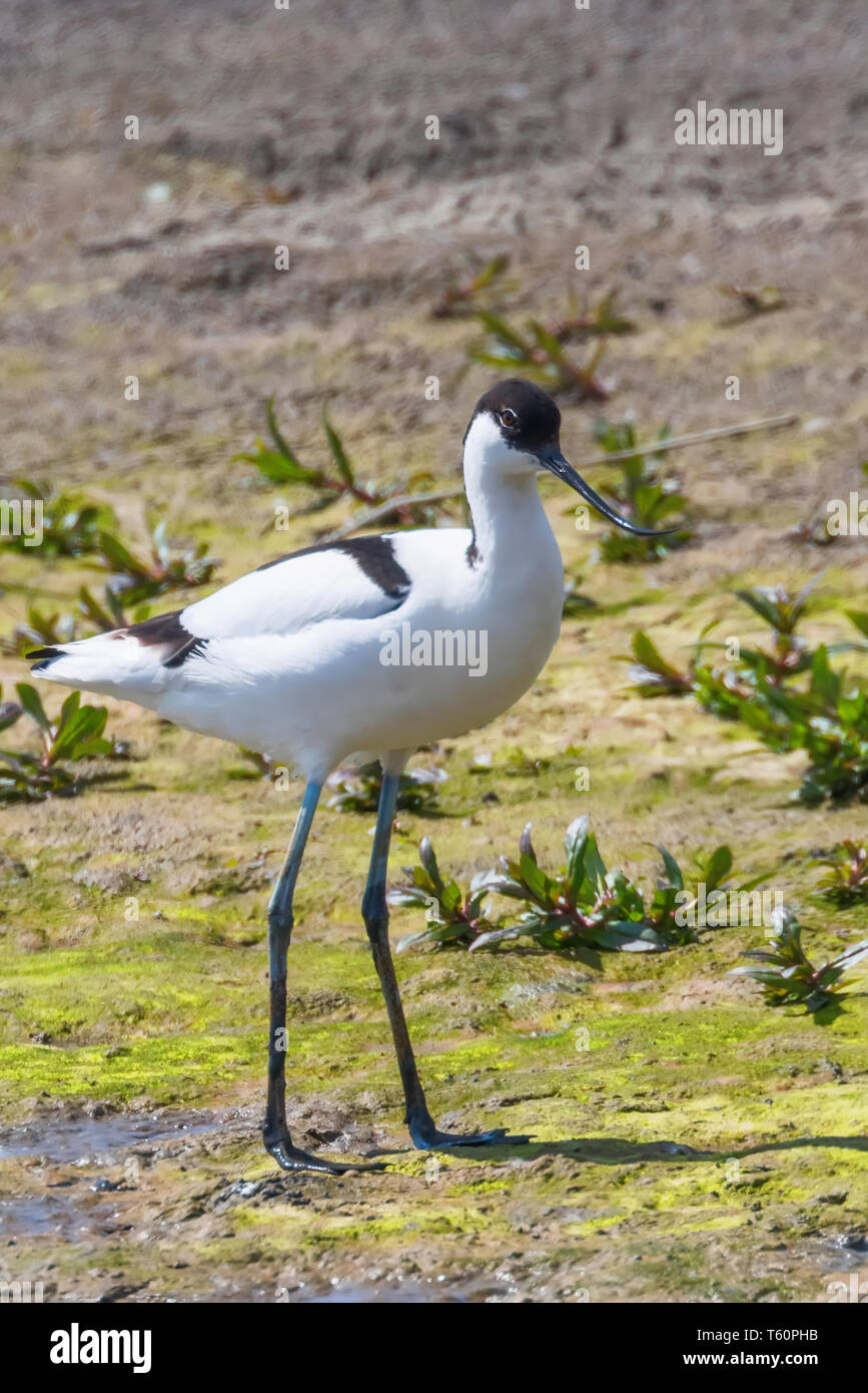 Pied Avocet (Recurvirostra avosetta) Black and White Wader Bird Stock ...