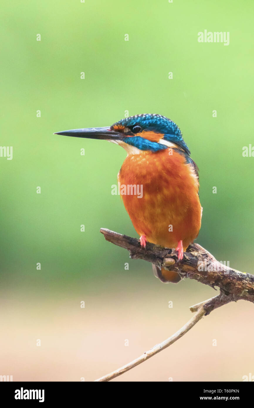 Common Kingfisher (Alcedo atthis) Eurasian Kingfisher Bird sitting on a Branch Stock Photo - Alamy