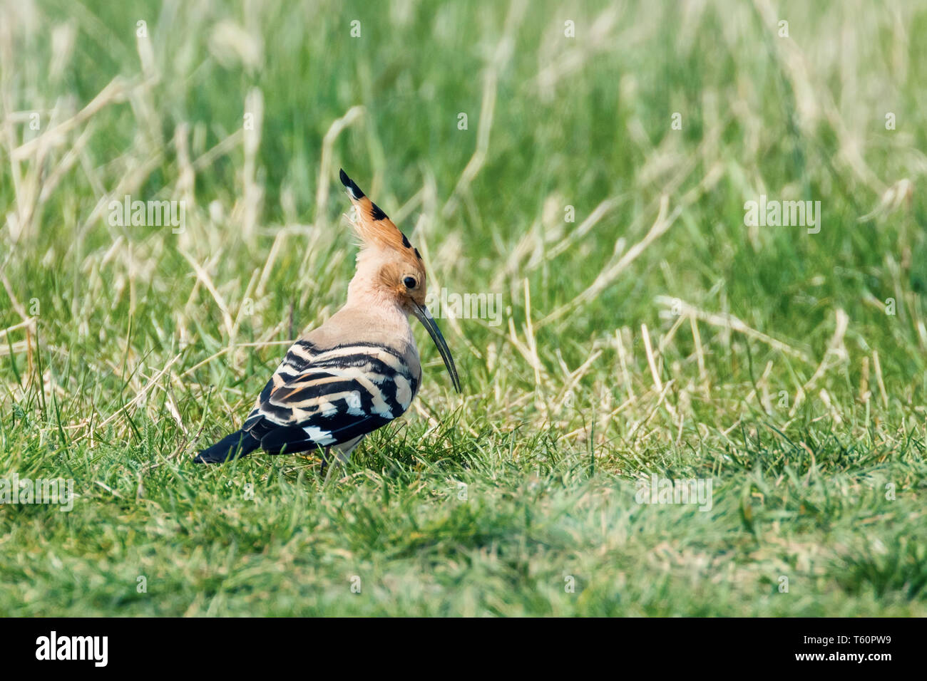 Hoopoe, Common Hoopoe (Upupa epops) Eurasian Hoopoe Stock Photo - Alamy