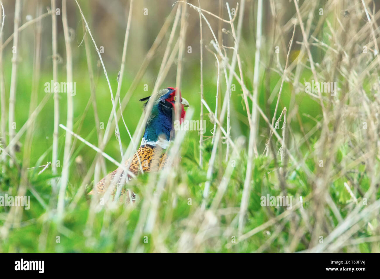 Ringneck Pheasant Male (Phasianus colchicus) Ring necked Pheasant Stock Photo - Alamy