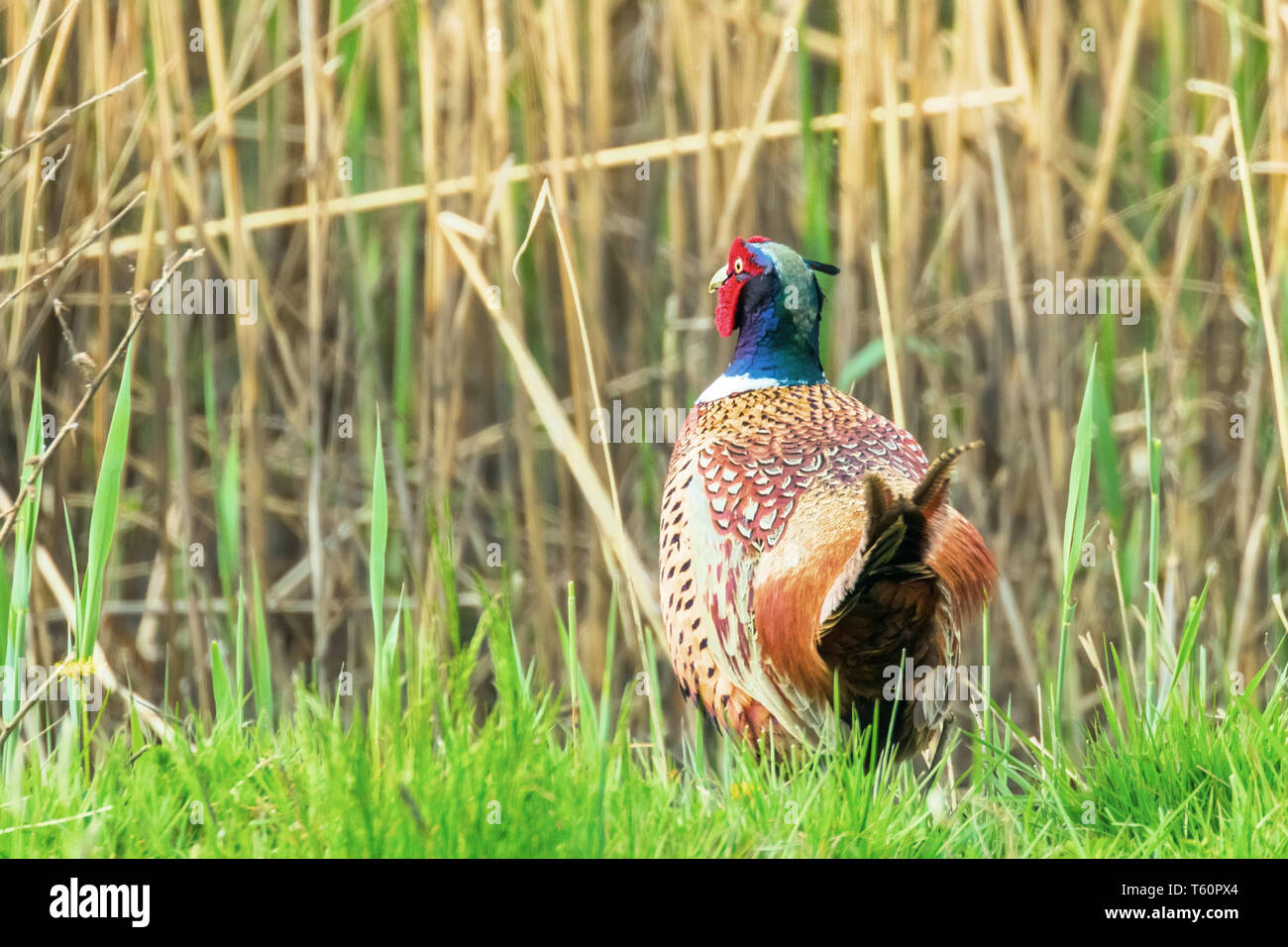 Ringneck Pheasant Male (Phasianus colchicus) Ring necked Pheasant Stock Photo - Alamy