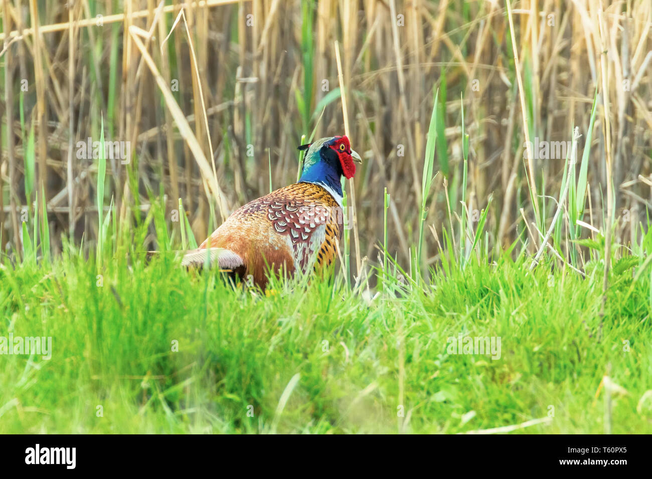 Ringneck Pheasant Male (Phasianus colchicus) Ring necked Pheasant Stock Photo - Alamy