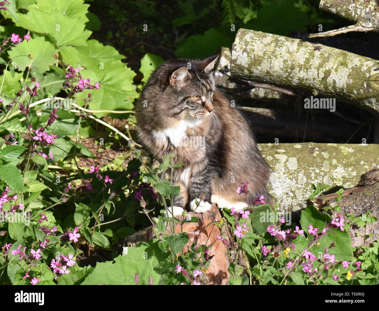 Flowerfield hi-res stock photography and images - Alamy