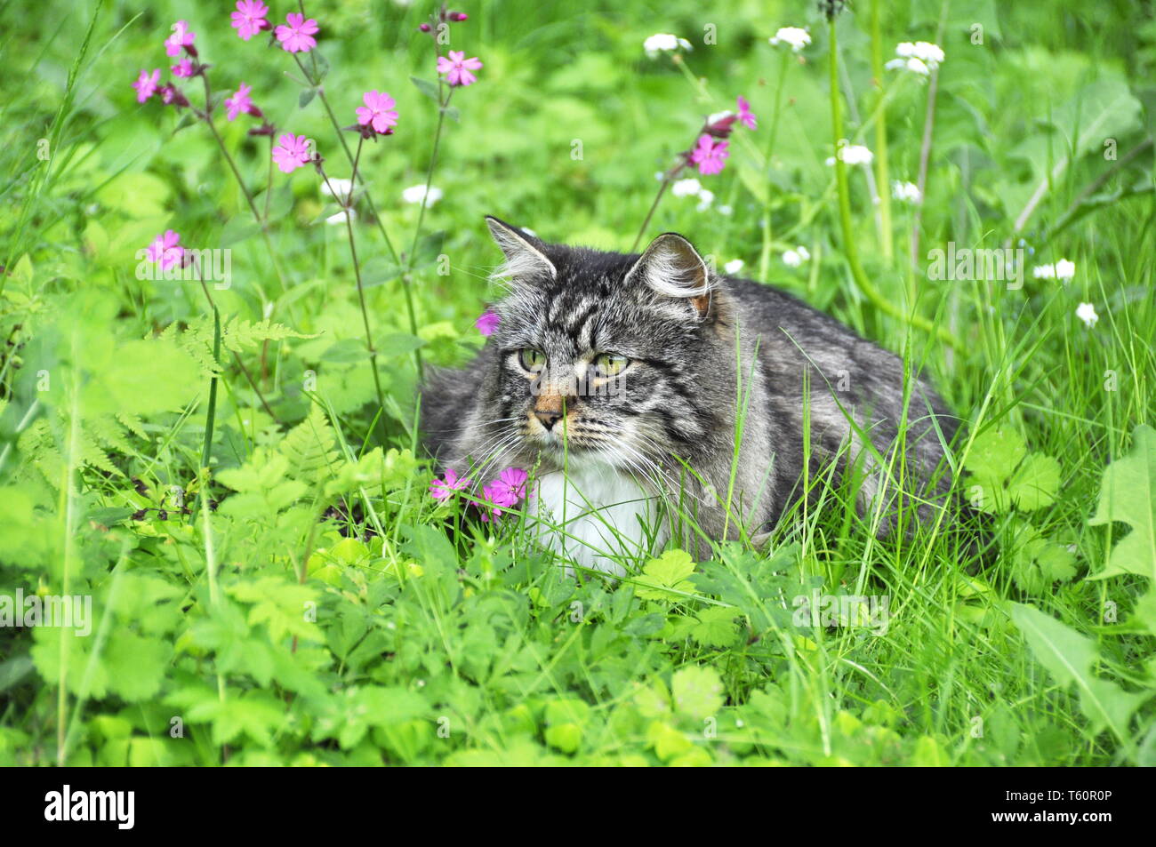 Domestic longhair hi-res stock photography and images - Alamy