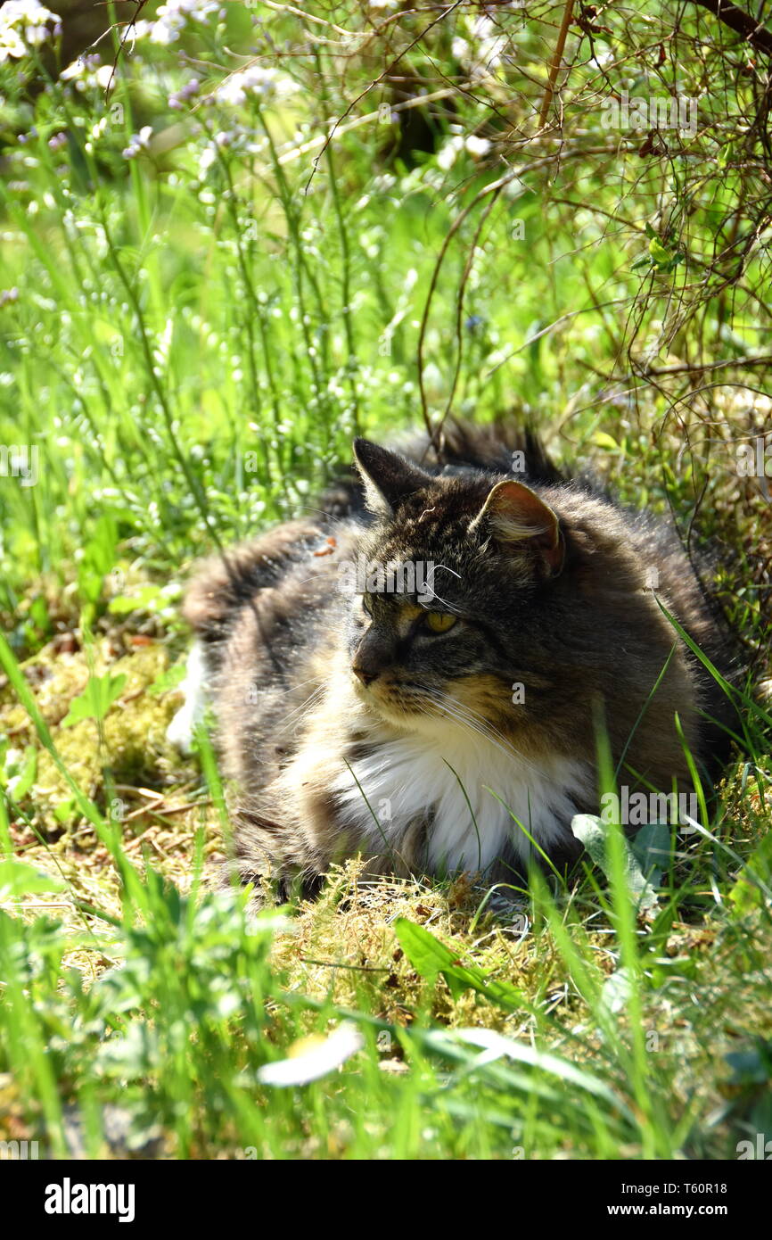 Cat laying in the grass hi-res stock photography and images - Alamy
