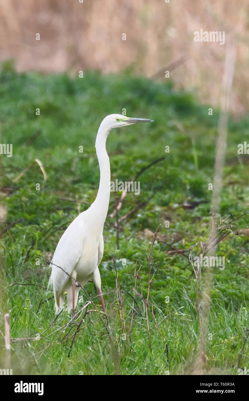 Great Egret (Ardea alba) Great White Egret, Common Egret Stock Photo ...