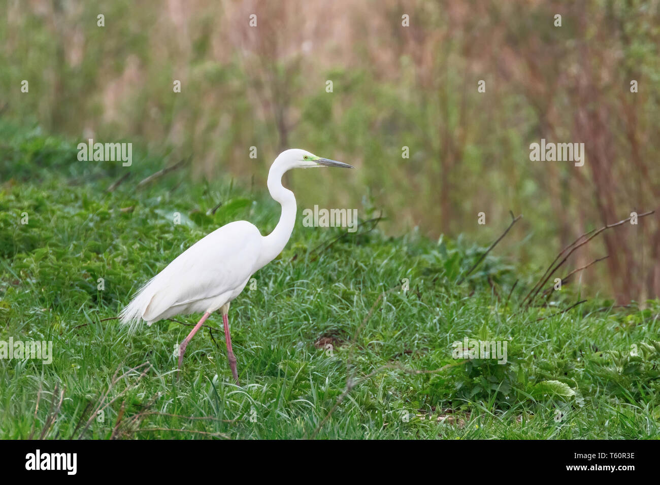 Great Egret (Ardea alba) Great White Egret, Common Egret Stock Photo ...