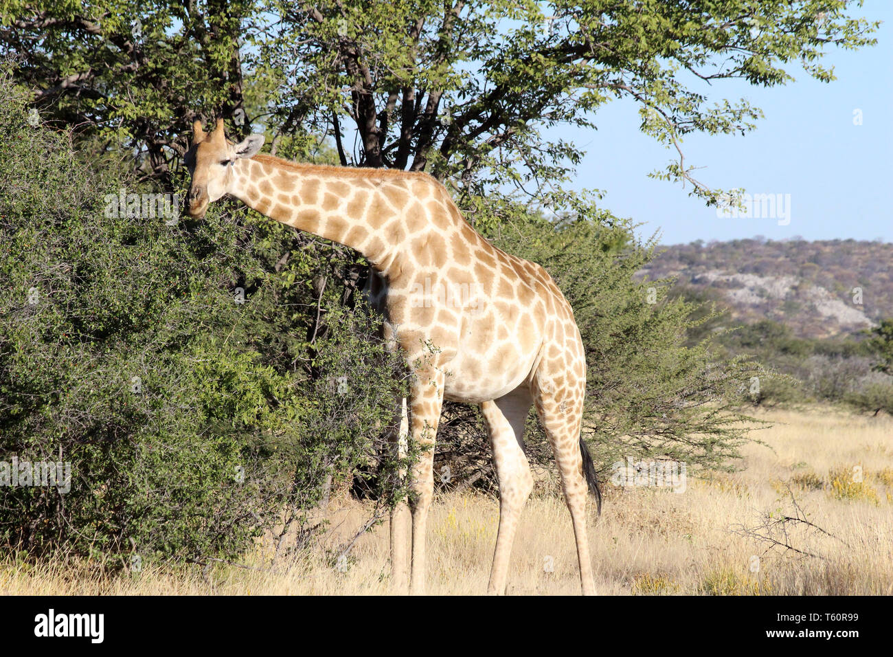 Giraffa Camelopardalis Peralta Stock Photos & Giraffa Camelopardalis ...