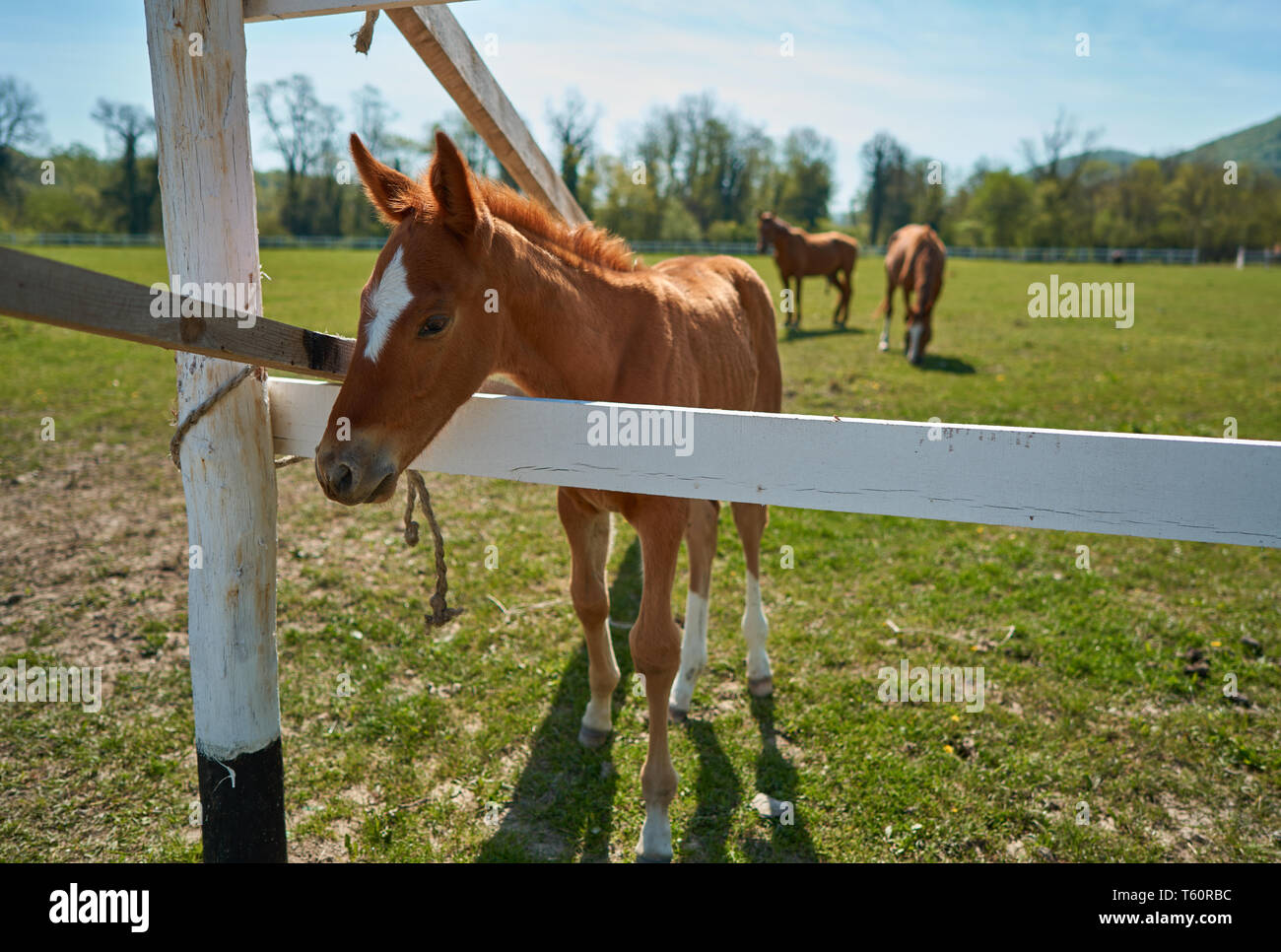 foal grazing in the pasture Stock Photo - Alamy