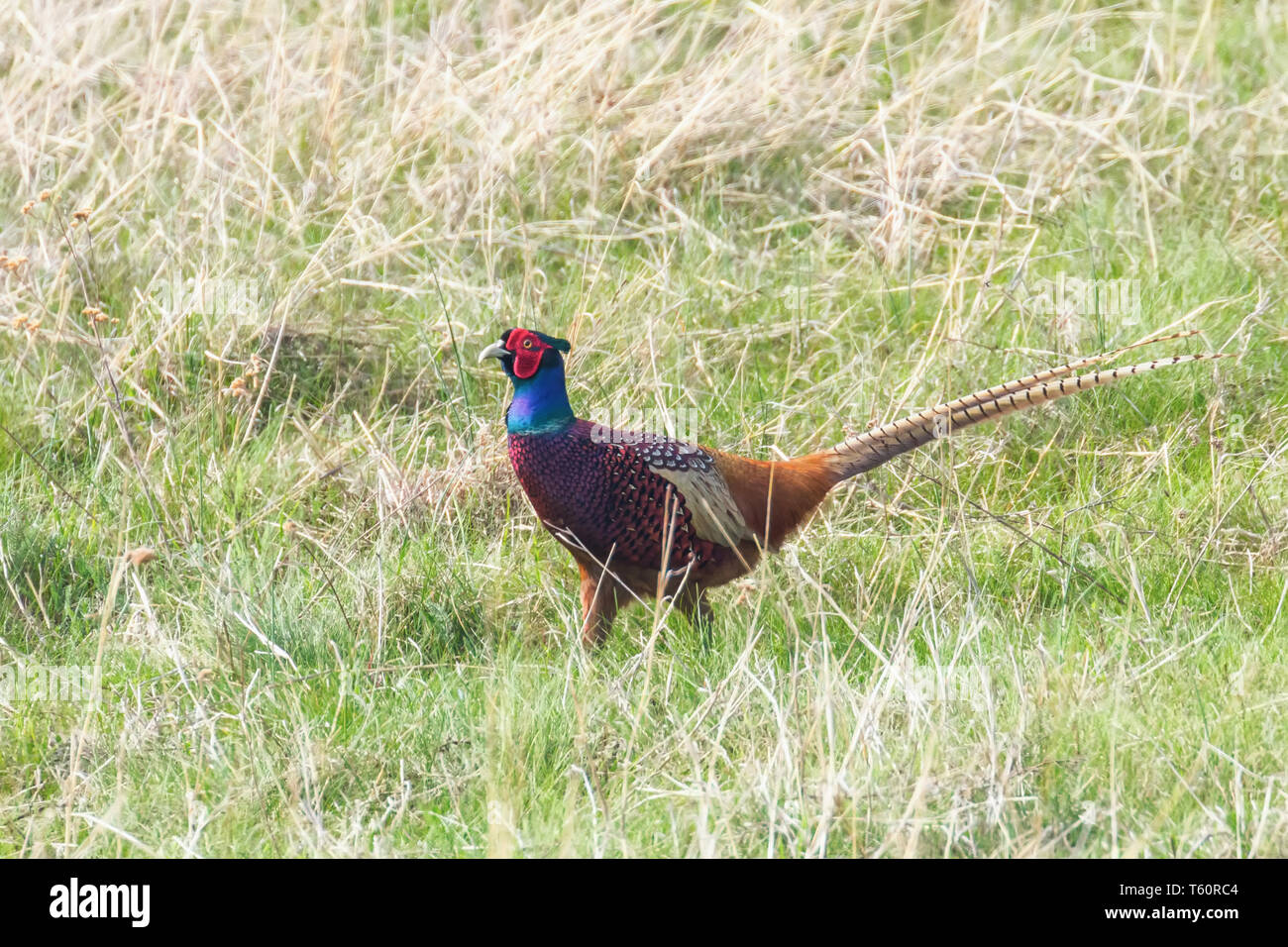 Ringneck Pheasant Male (Phasianus colchicus) Ring necked Pheasant Stock Photo - Alamy
