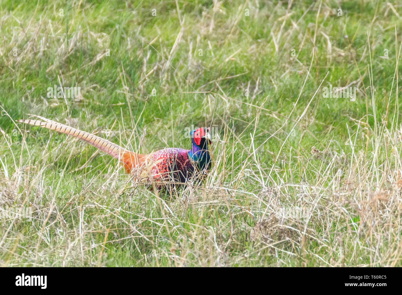 Ringneck Pheasant Male (Phasianus colchicus) Ring necked Pheasant Stock Photo - Alamy