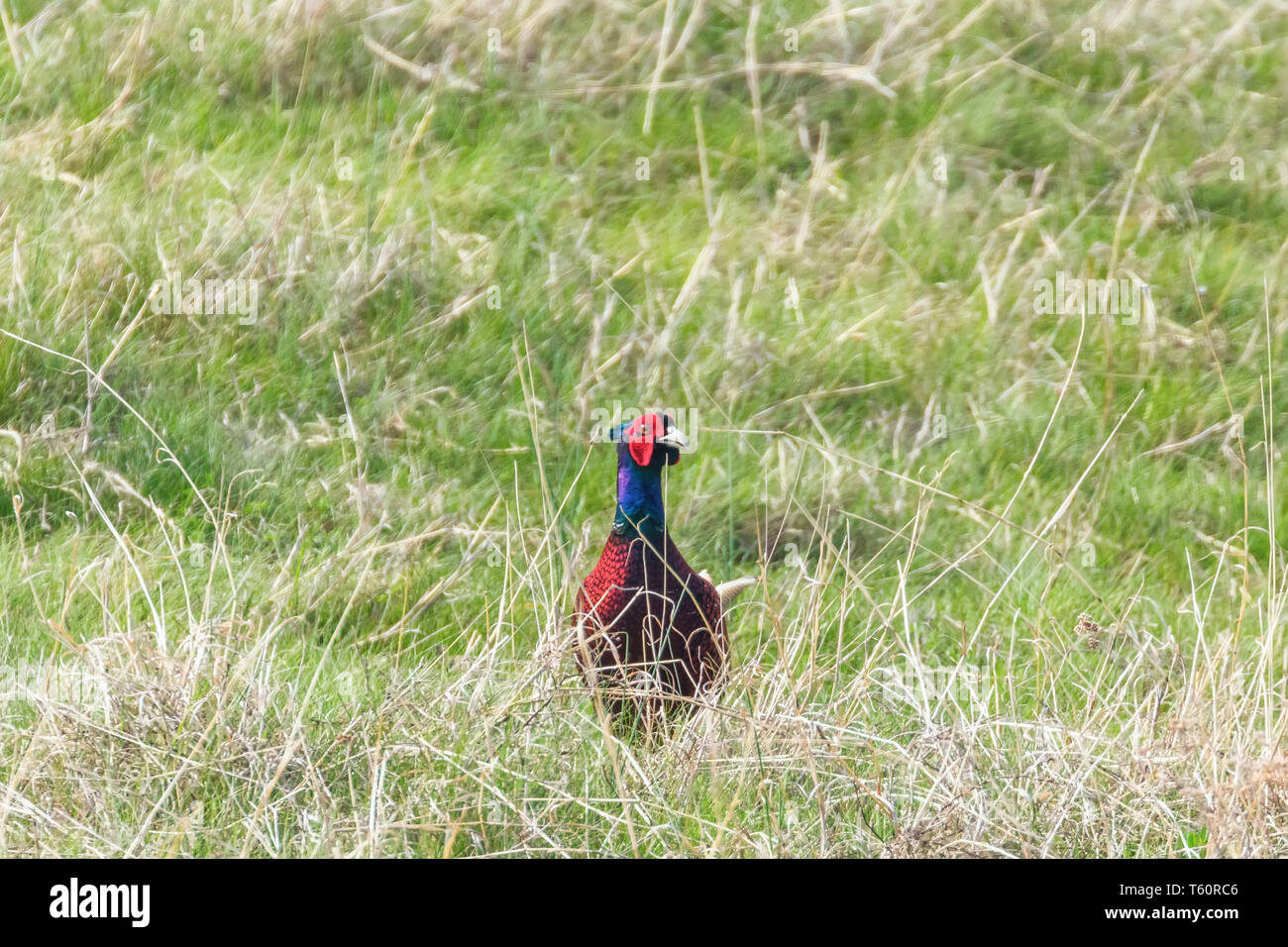 Ringneck Pheasant Male (Phasianus colchicus) Ring necked Pheasant Stock Photo - Alamy