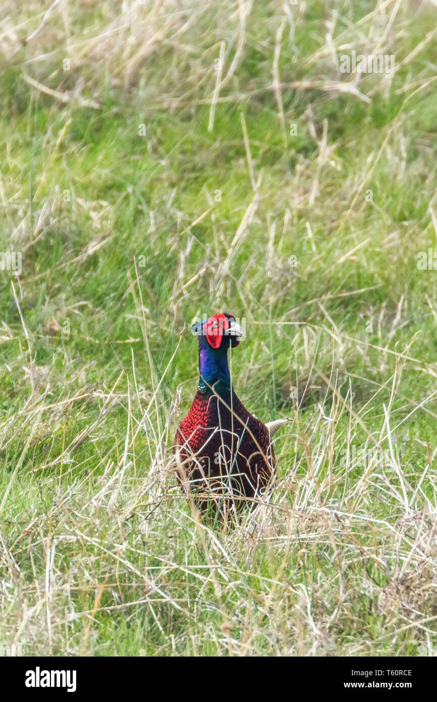 Ringneck Pheasant Male (Phasianus colchicus) Ring necked Pheasant Stock Photo - Alamy
