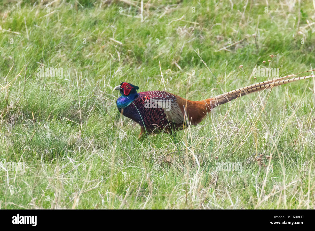 Ringneck Pheasant Male (Phasianus colchicus) Ring necked Pheasant Stock Photo - Alamy