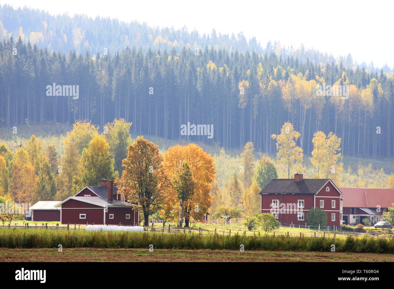 Swedish landscape with traditional red wooden houses in autumn Stock ...